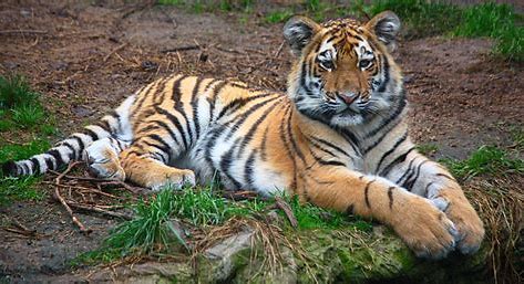 I am a Tiger! – bumps to bairns